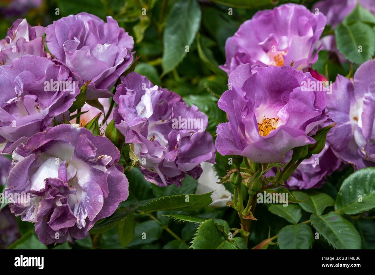 Rosa "Blue for You". A free flowering floribunda rose with unusual ...