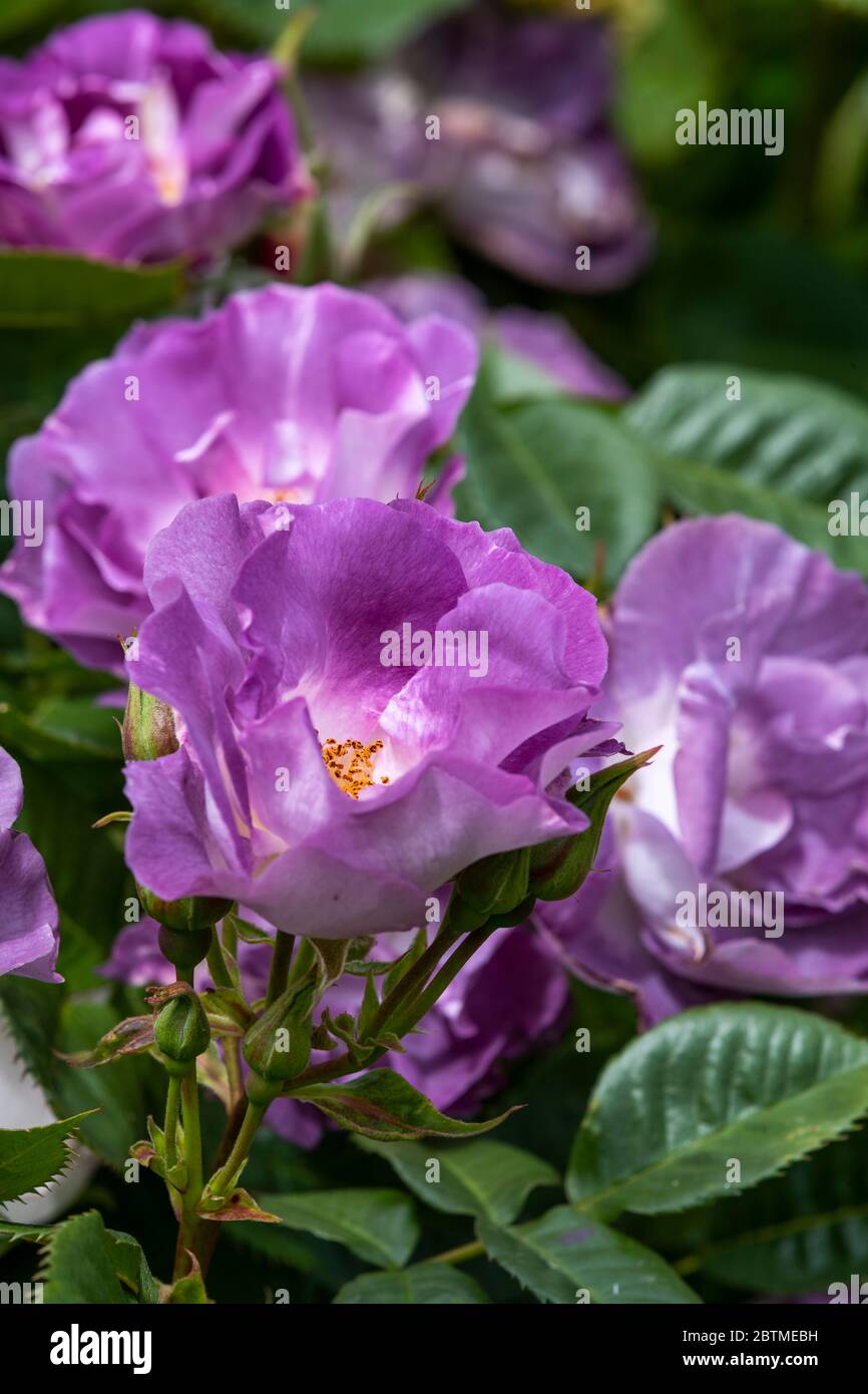 Rosa "Blue for You". A free flowering floribunda rose with unusual ...