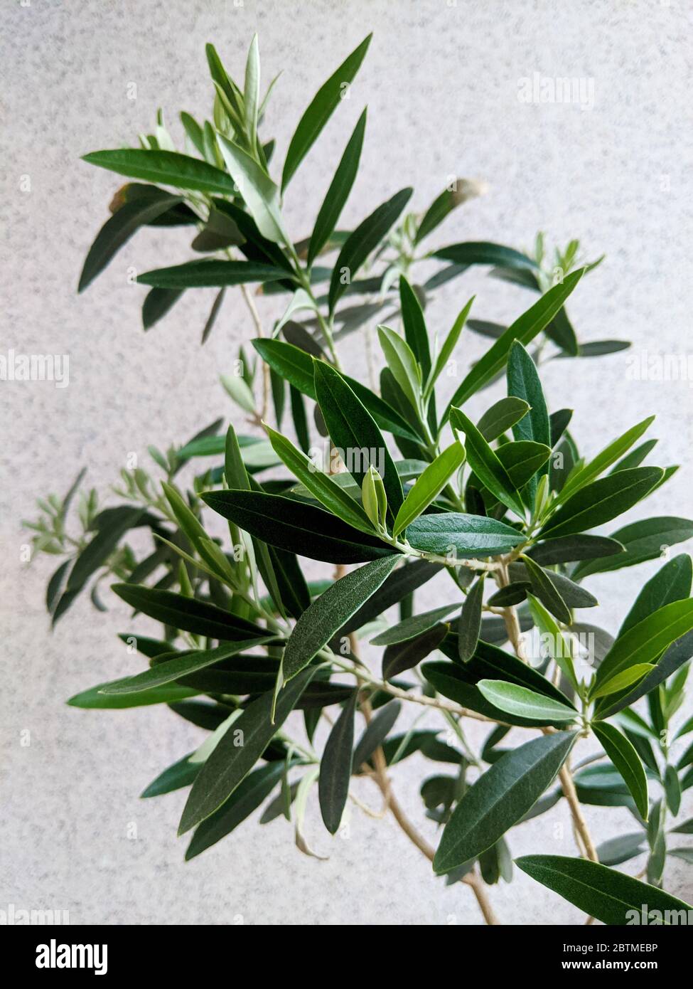 Indoor potted olive tree hi-res stock photography and images - Alamy