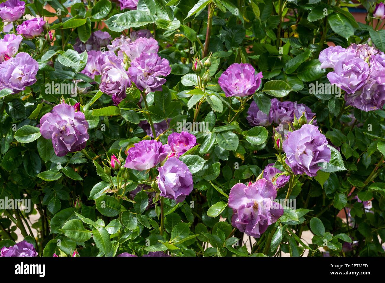 Rosa "Blue for You". A free flowering floribunda rose with unusual ...
