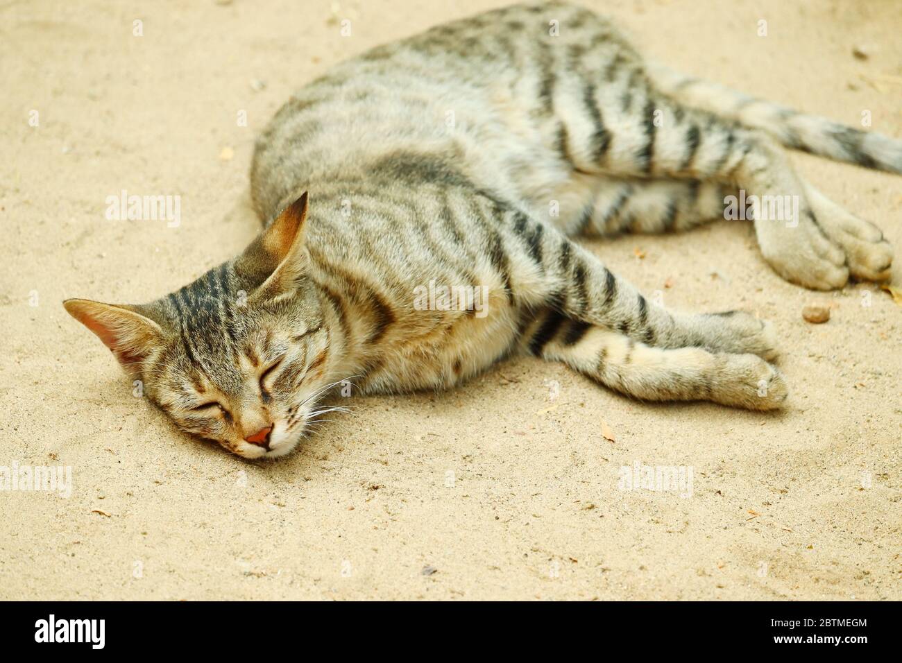 Pets in india hi-res stock photography and images - Alamy