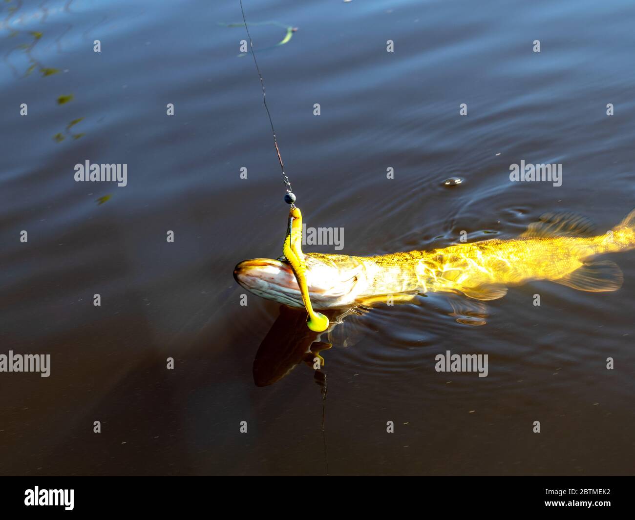 european pike in river, pike head with bait closeup, pike with bait ...