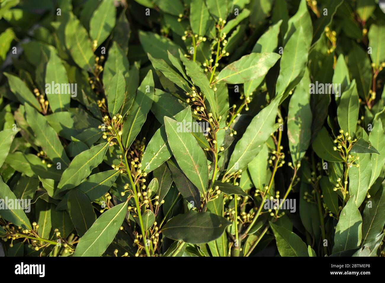 Bay leaves garden hi-res stock photography and images - Alamy