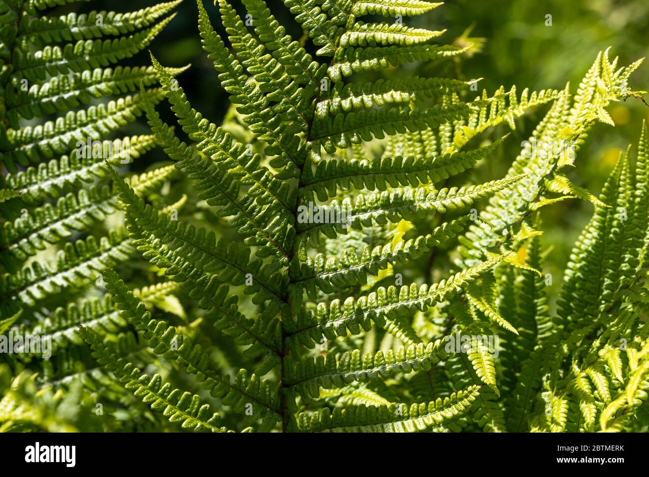 Garden fern Dryopteris or the Wood fern grows happily in a shady border ...