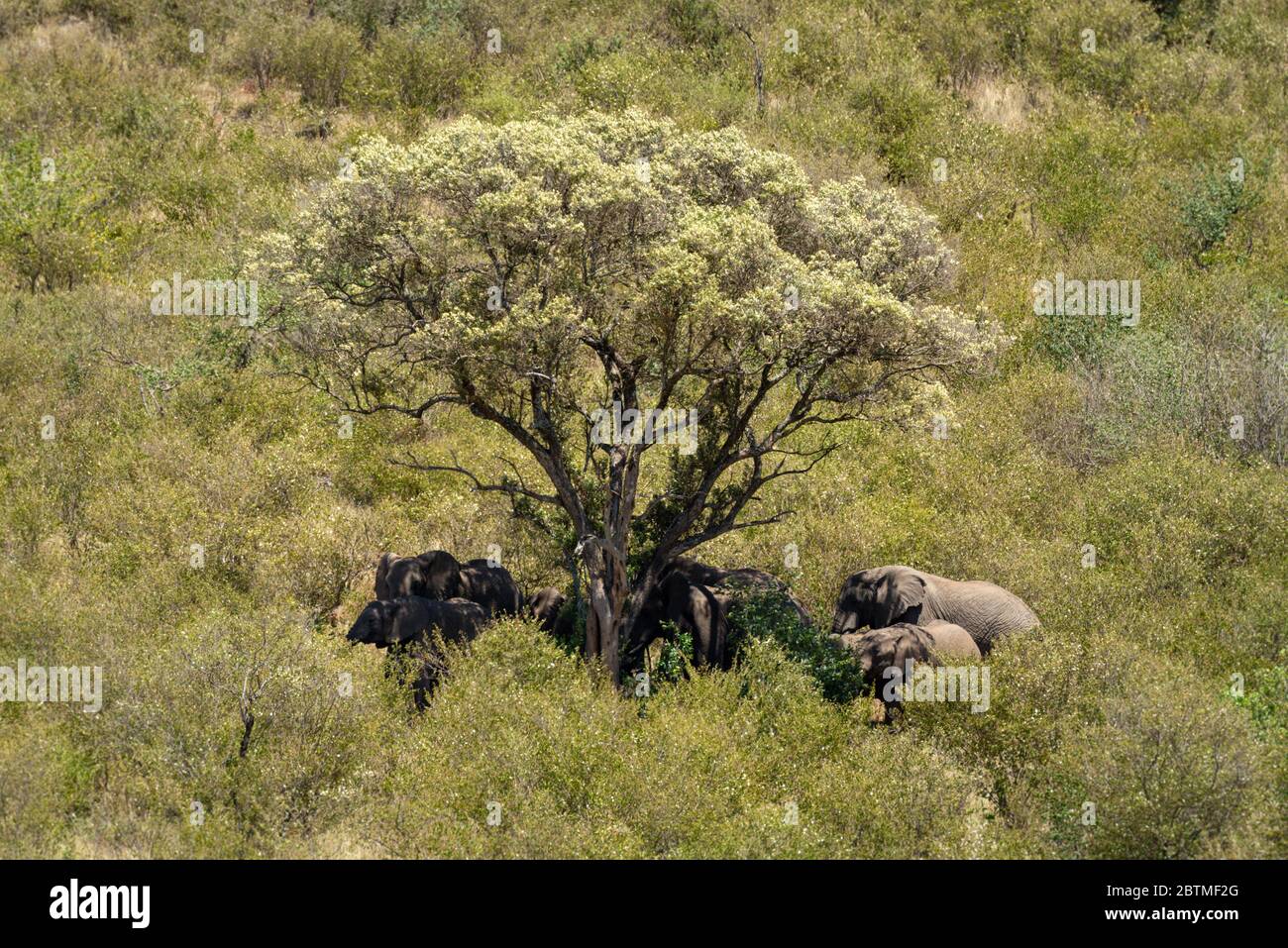 African elephants stand in shade of tree Stock Photo - Alamy