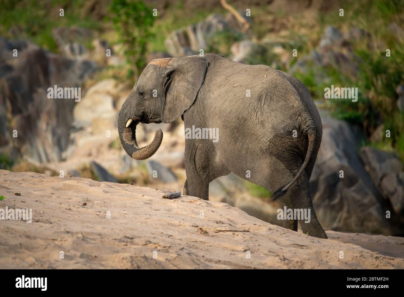 Elephant walking on rocky hi-res stock photography and images - Alamy