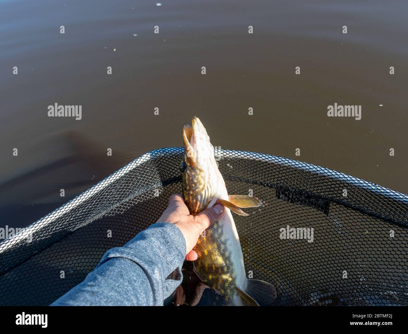 a photograph of a human hand holding a pike before being released into ...
