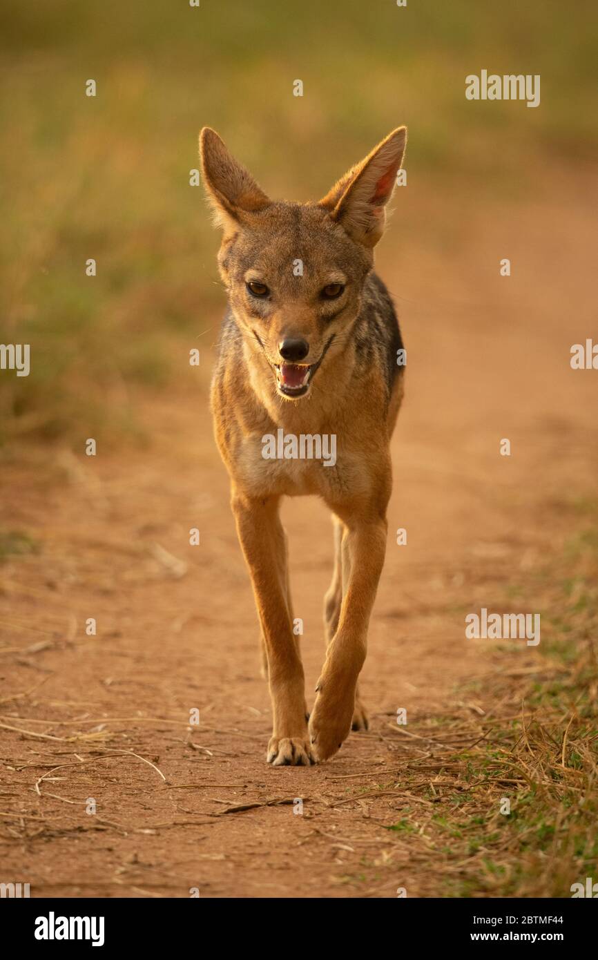 Black-backed jackal walks along track towards camera Stock Photo - Alamy