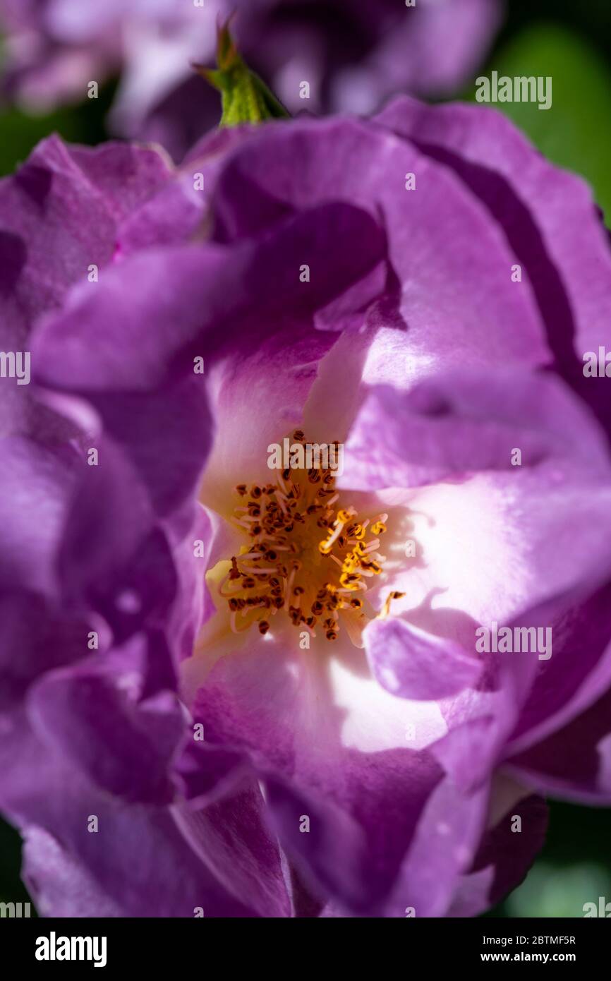 Rosa "Blue for You". A free flowering floribunda rose with unusual ...
