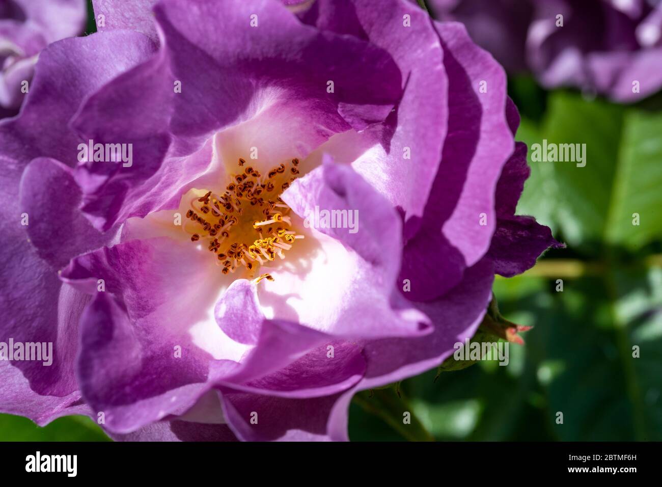 Rosa "Blue for You". A free flowering floribunda rose with unusual ...