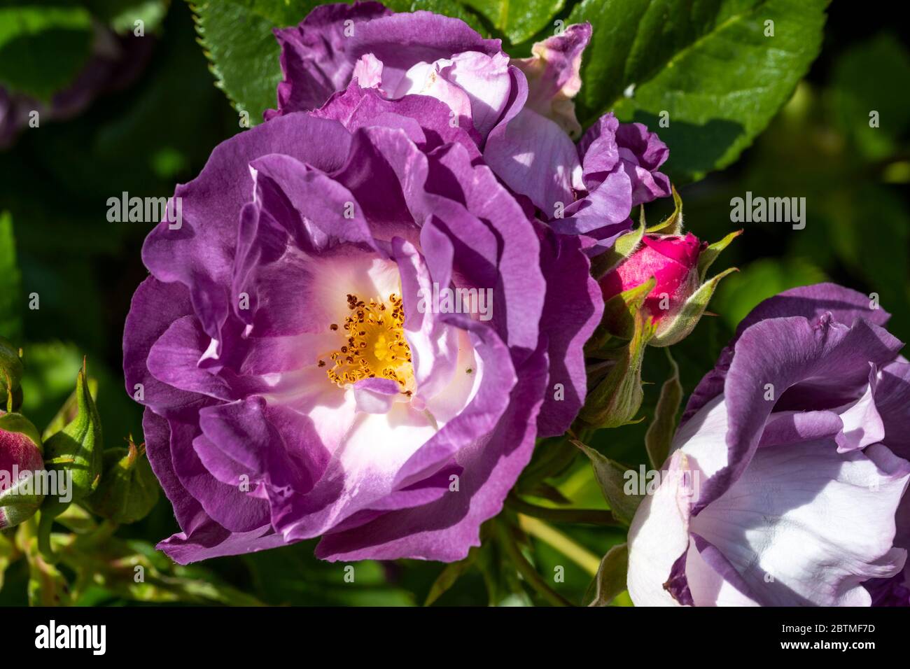Rosa "Blue for You". A free flowering floribunda rose with unusual ...