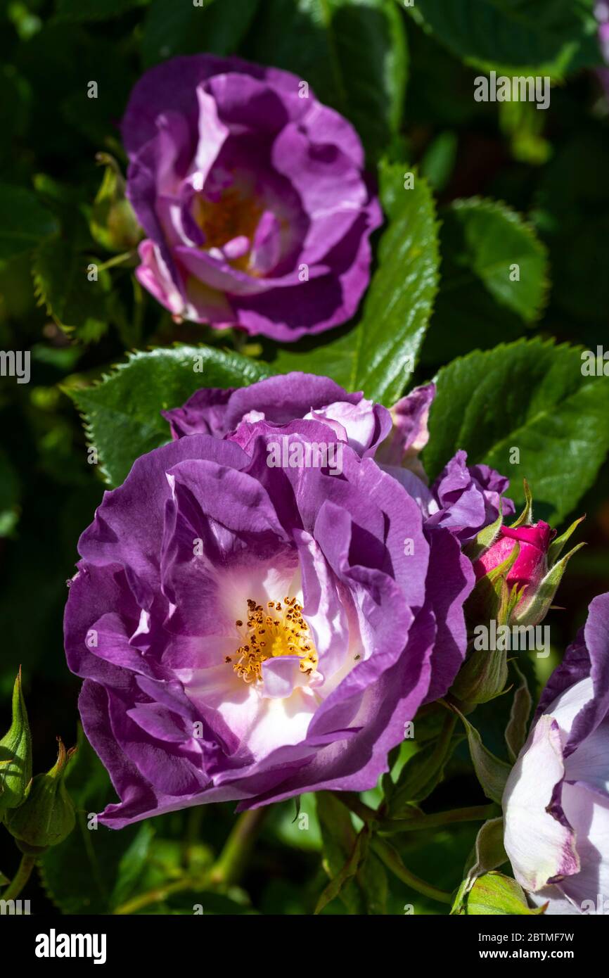 Rosa "Blue for You". A free flowering floribunda rose with unusual ...
