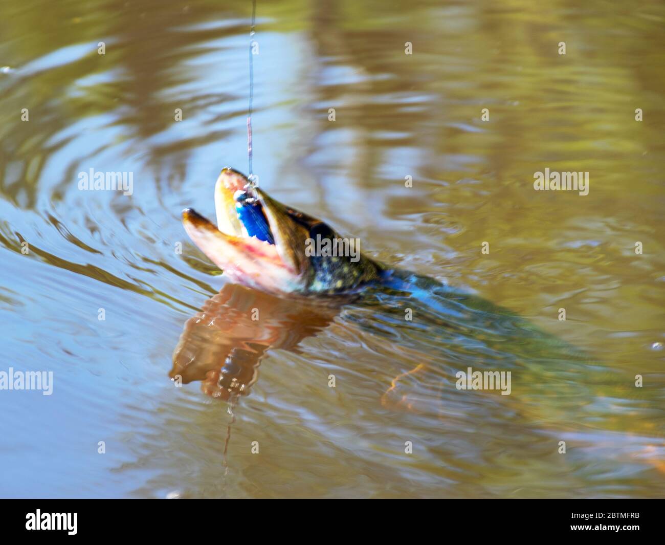 european pike in river, pike head with bait closeup, pike with bait ...