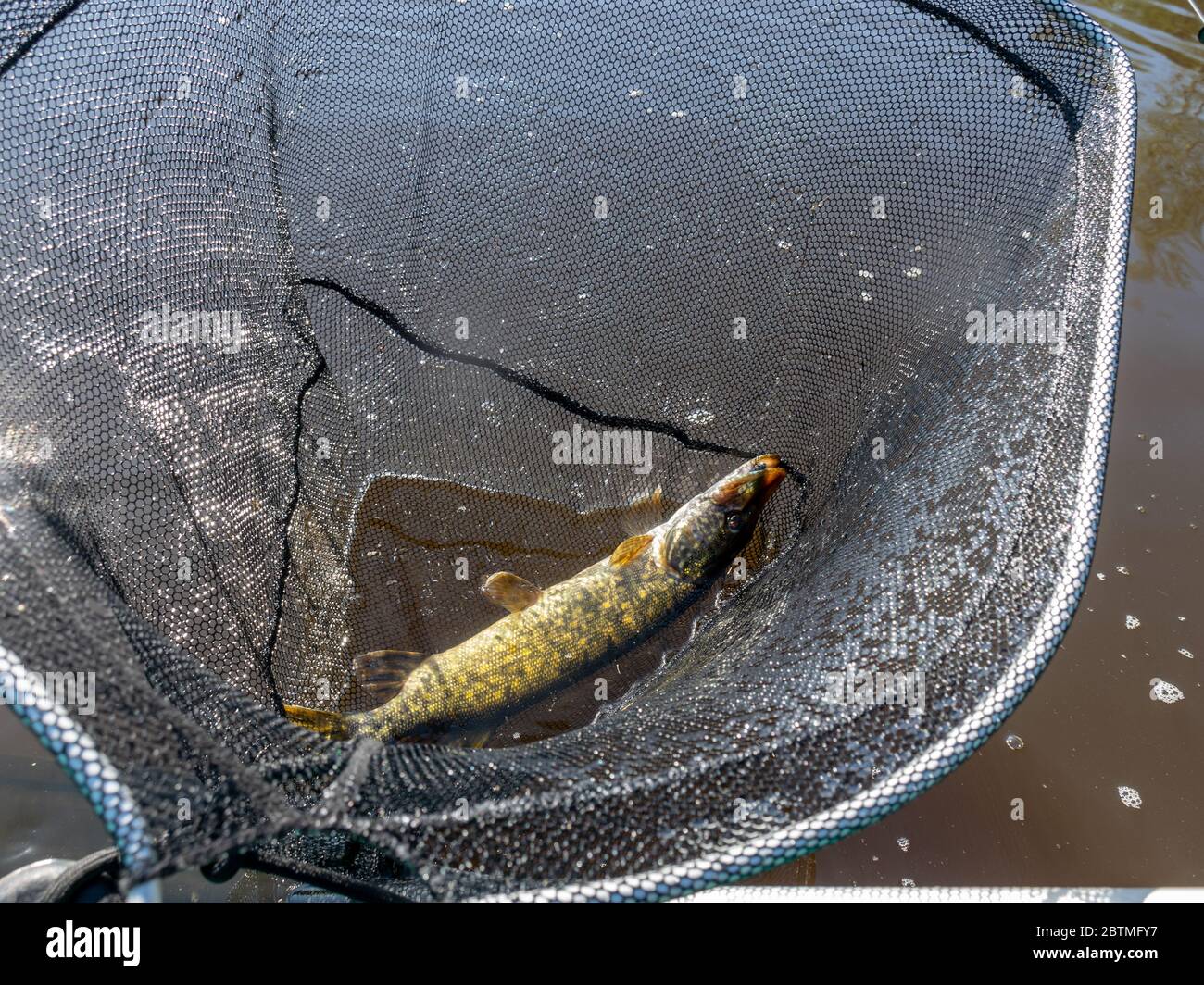 picture of pike in a fish net, European pike caught in spinning ...
