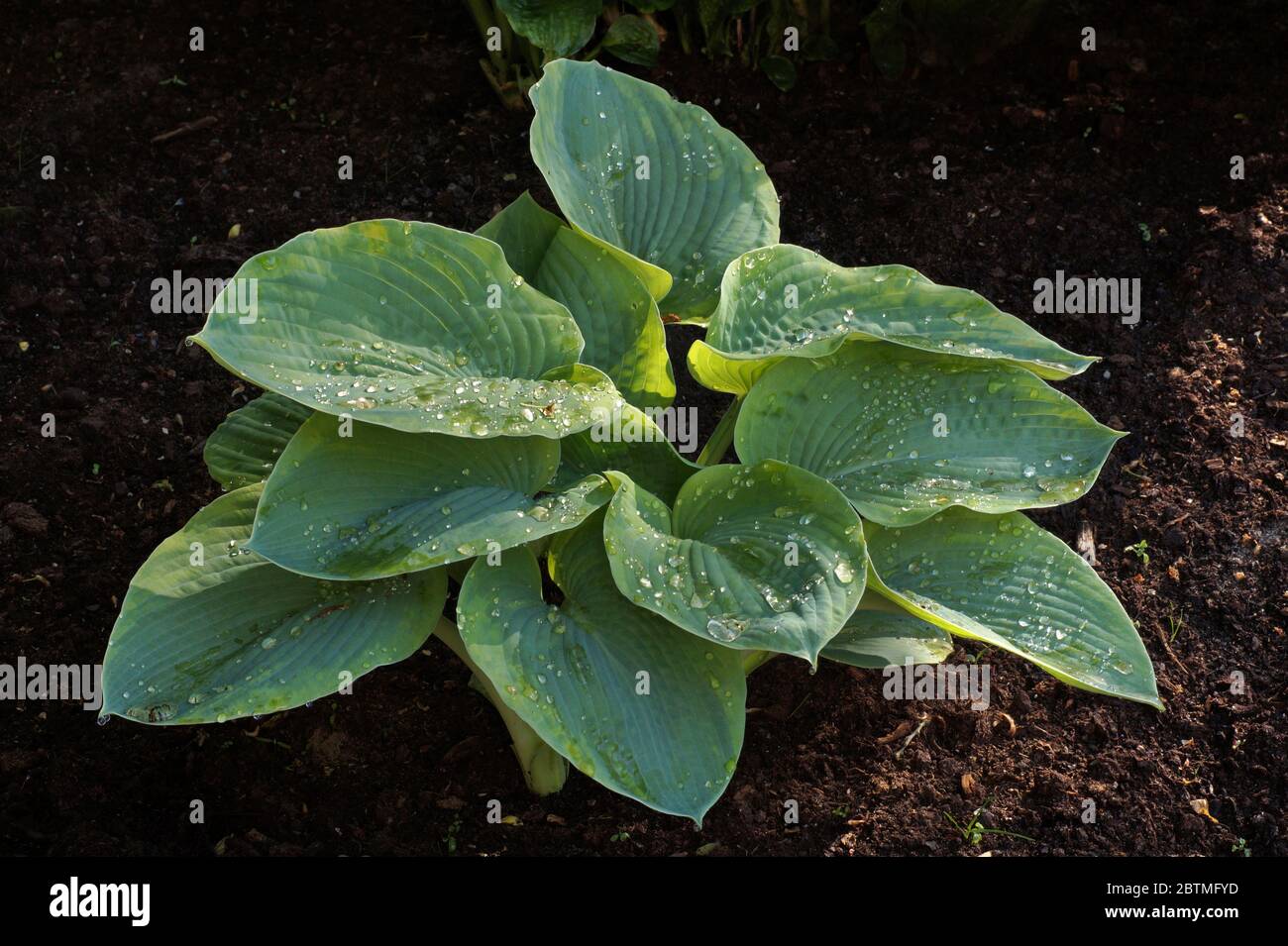 Hosta varieties hi-res stock photography and images - Alamy