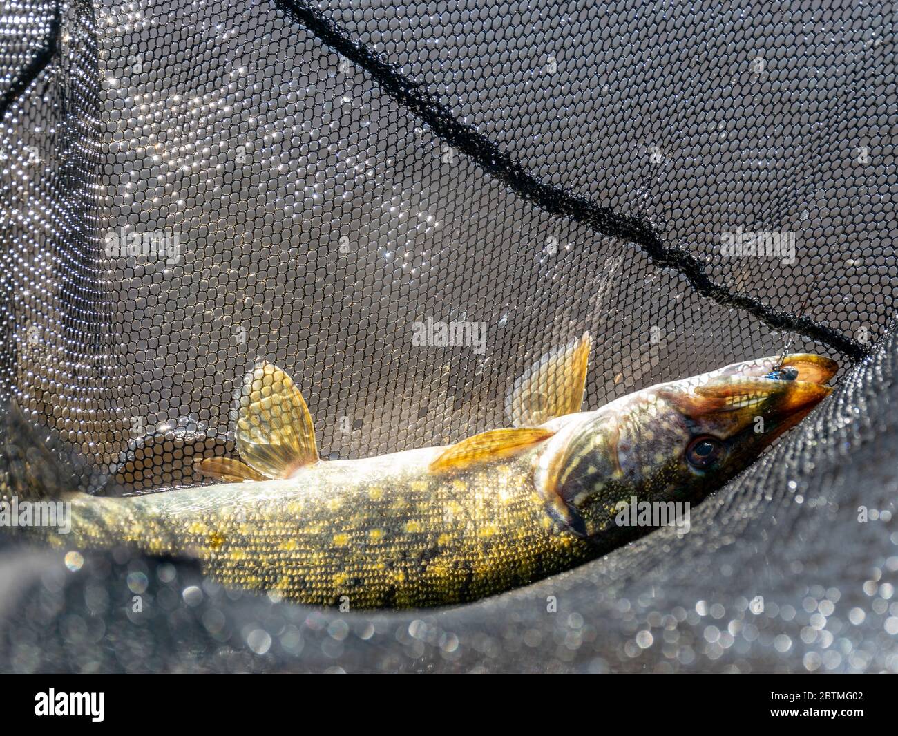 picture of pike in a fish net, European pike caught in spinning ...
