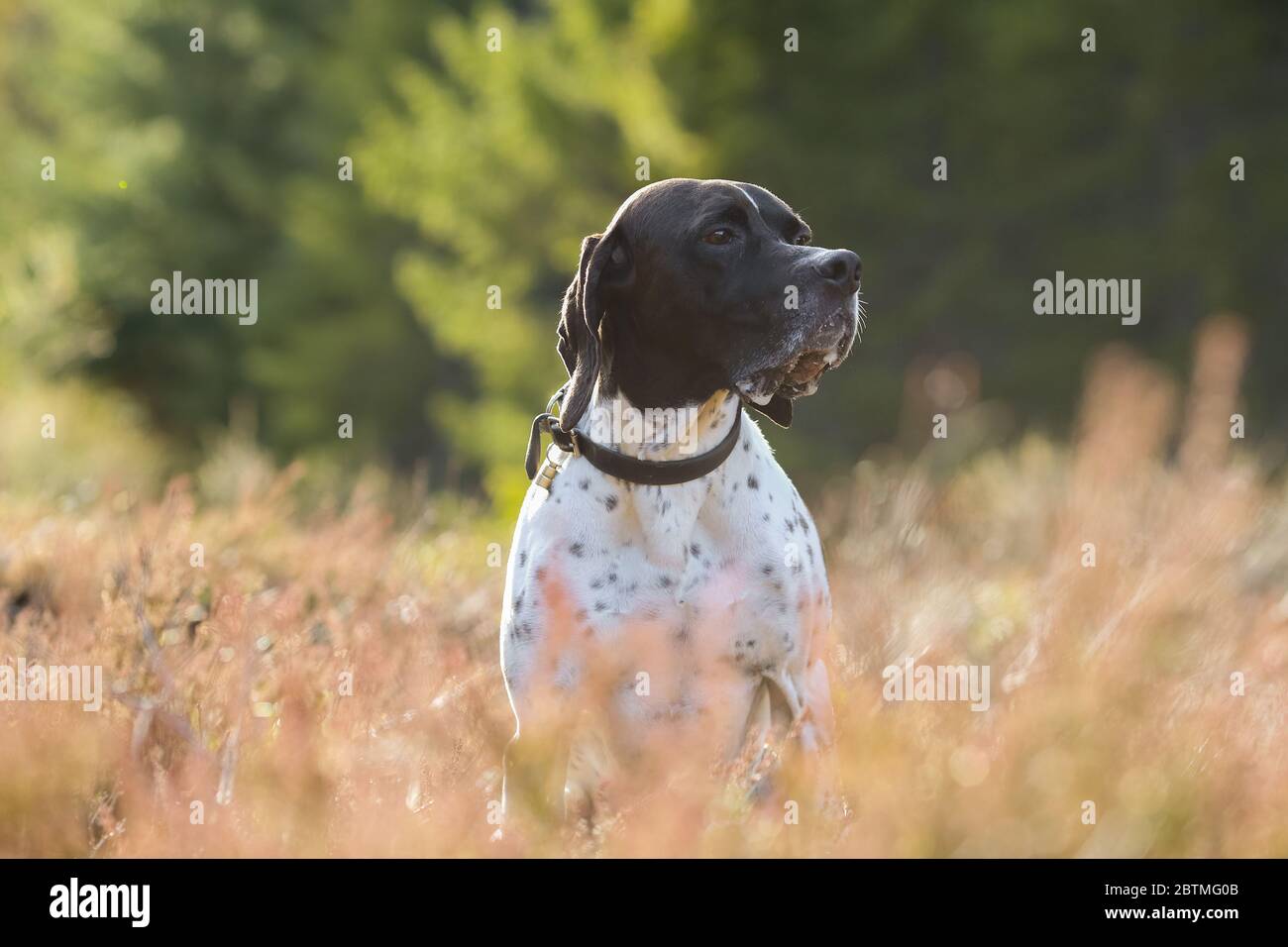 Dog english pointer sitting in the grass Stock Photo - Alamy