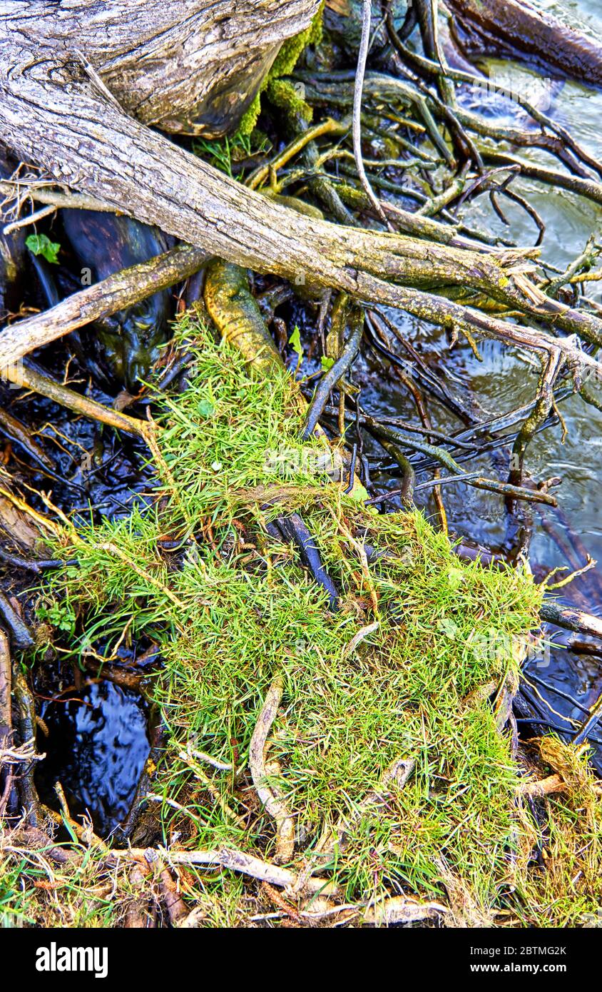 Detailed view of a tree trunk on a lake shore with green grass Stock ...