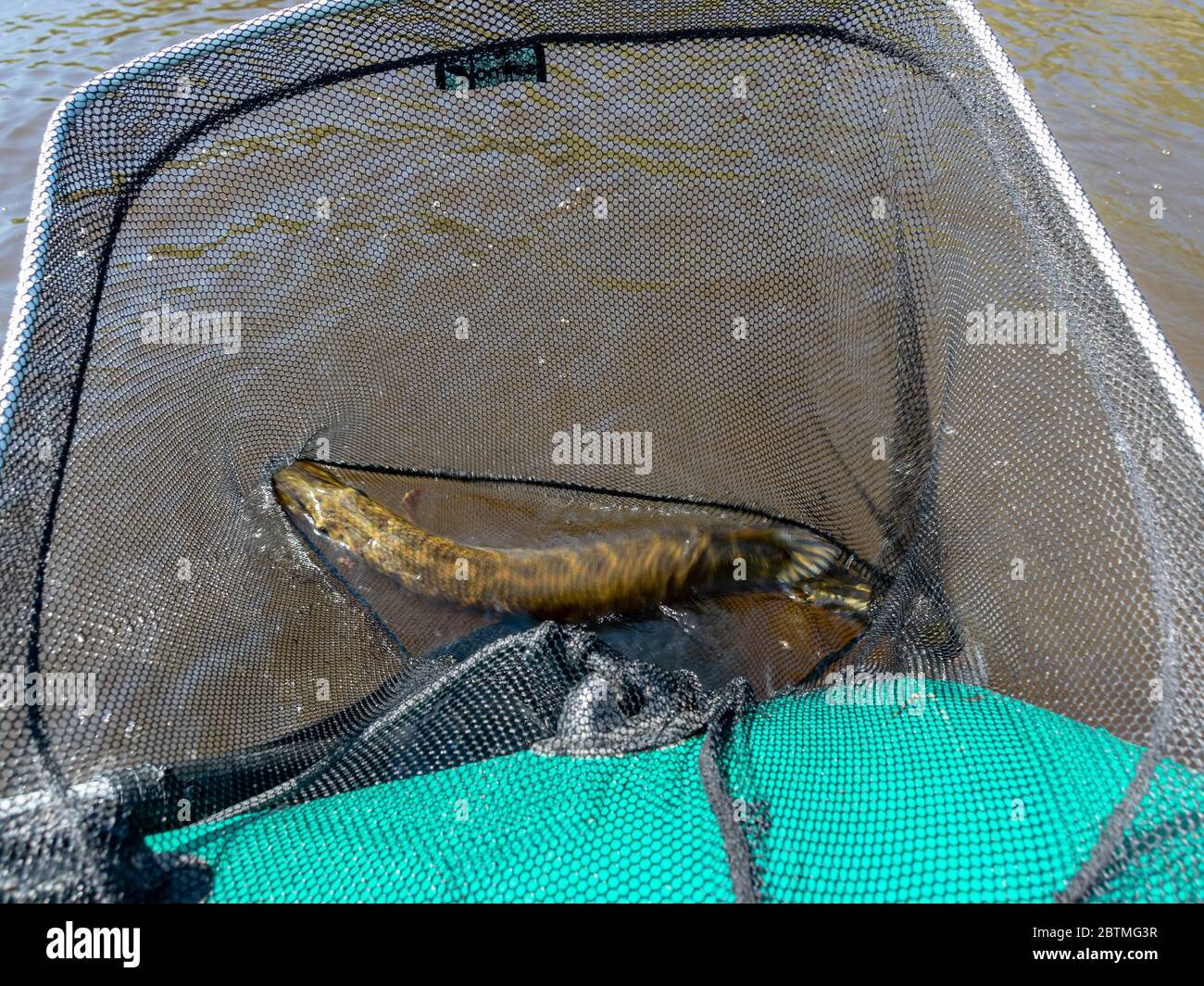 picture of pike in a fish net, European pike caught in spinning ...