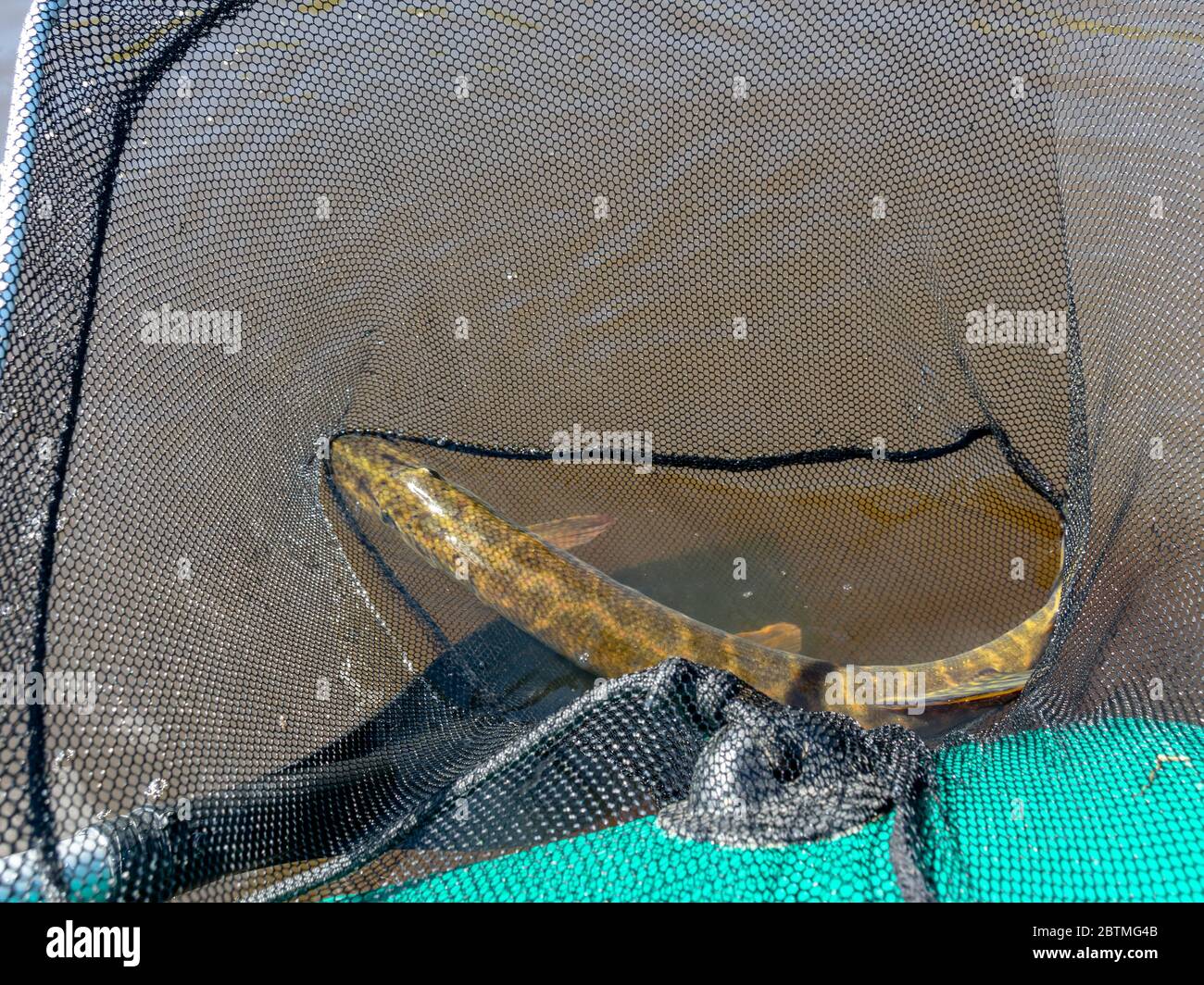 picture of pike in a fish net, European pike caught in spinning ...