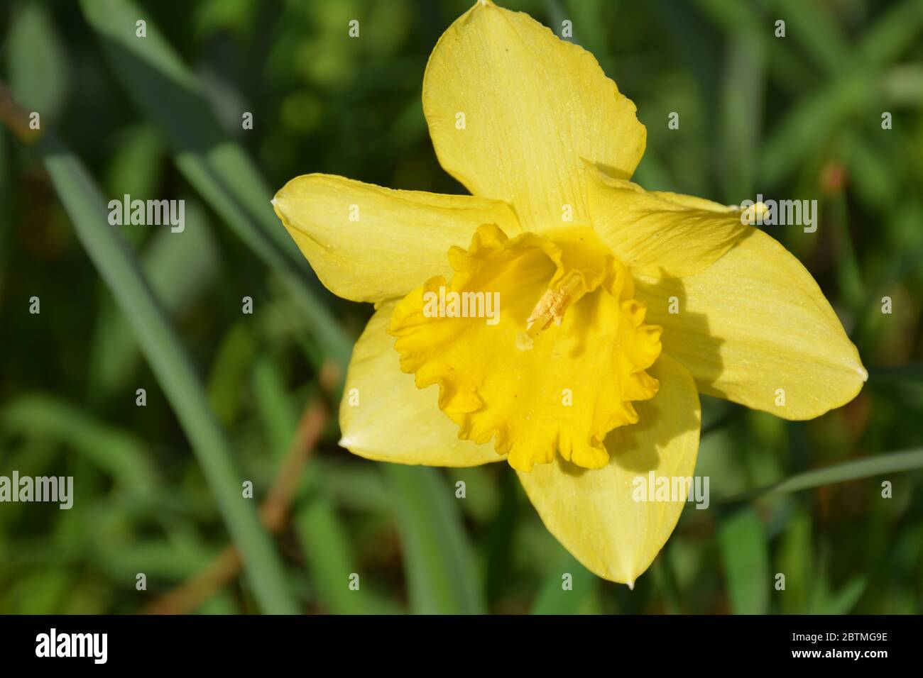 Strong spring hi-res stock photography and images - Alamy