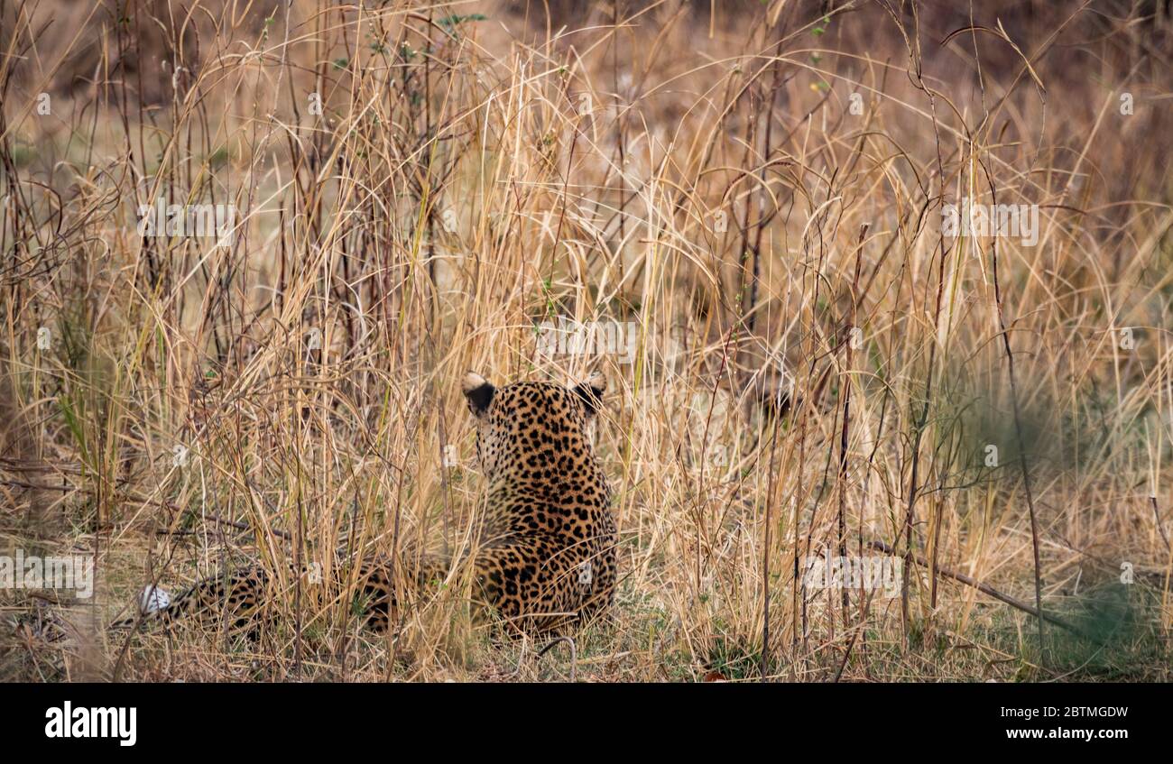 Rear hidden hi-res stock photography and images - Alamy