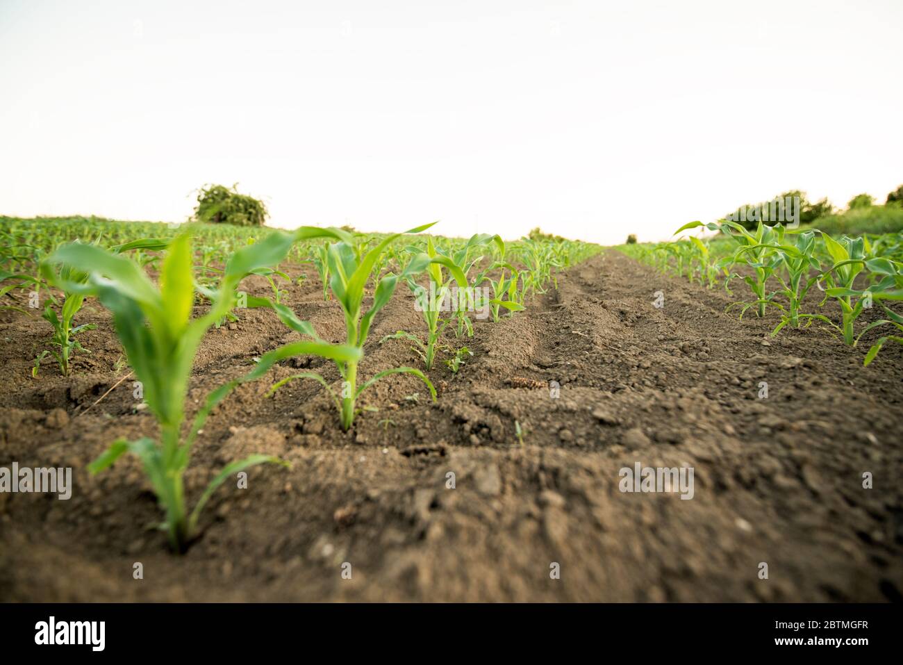 Corn production line hi-res stock photography and images - Alamy
