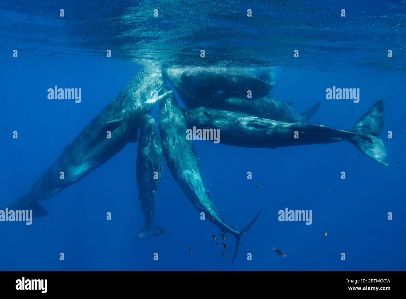 Blue whales pod hi-res stock photography and images - Alamy