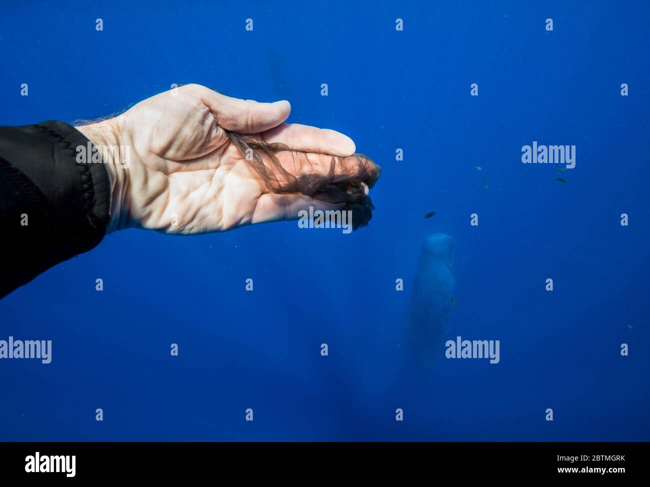 Skin of a sperm whale, Indian Ocean, Mauritius Stock Photo - Alamy
