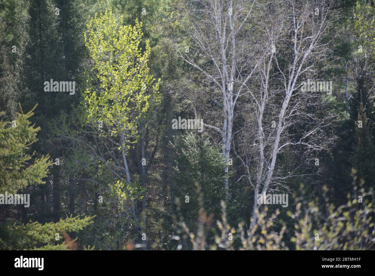 New spring growth on trees in Northern Ontario forests and woods Stock ...