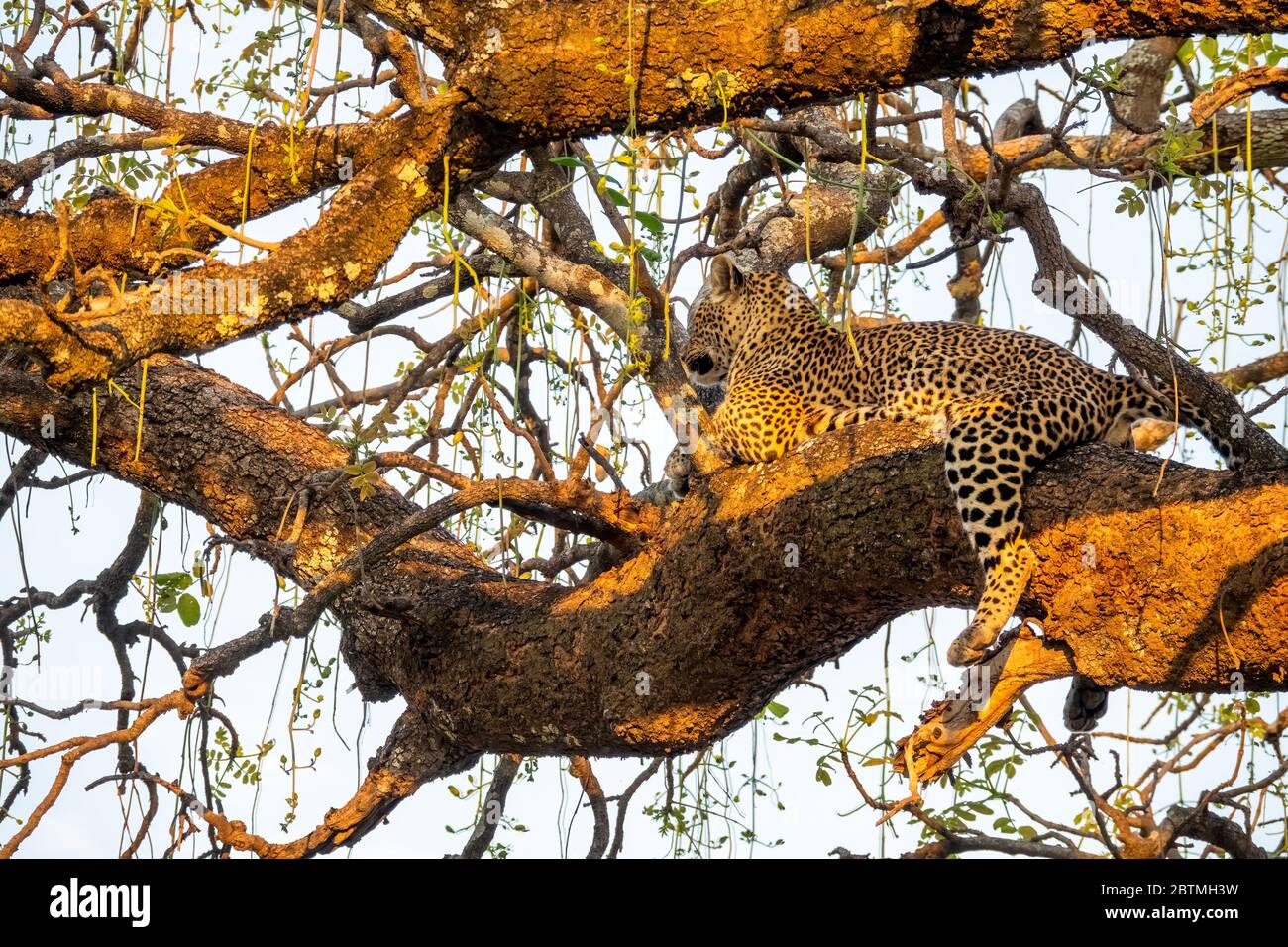 Leopard legs hi-res stock photography and images - Alamy