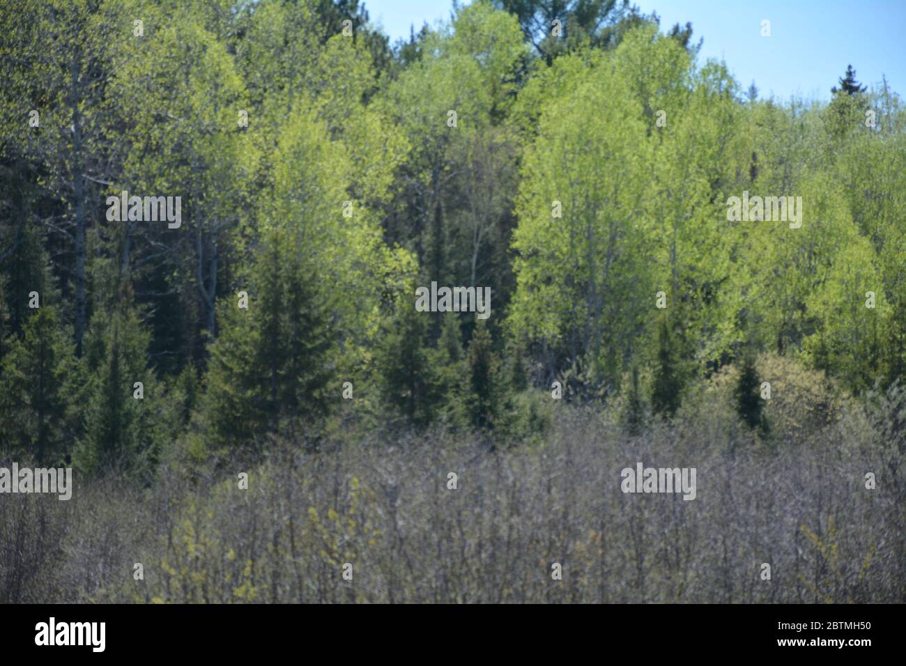 New spring growth on trees in Northern Ontario forests and woods Stock ...