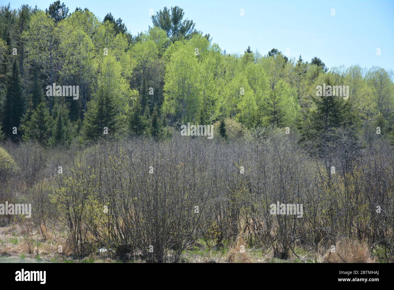 New spring growth on trees in Northern Ontario forests and woods Stock ...