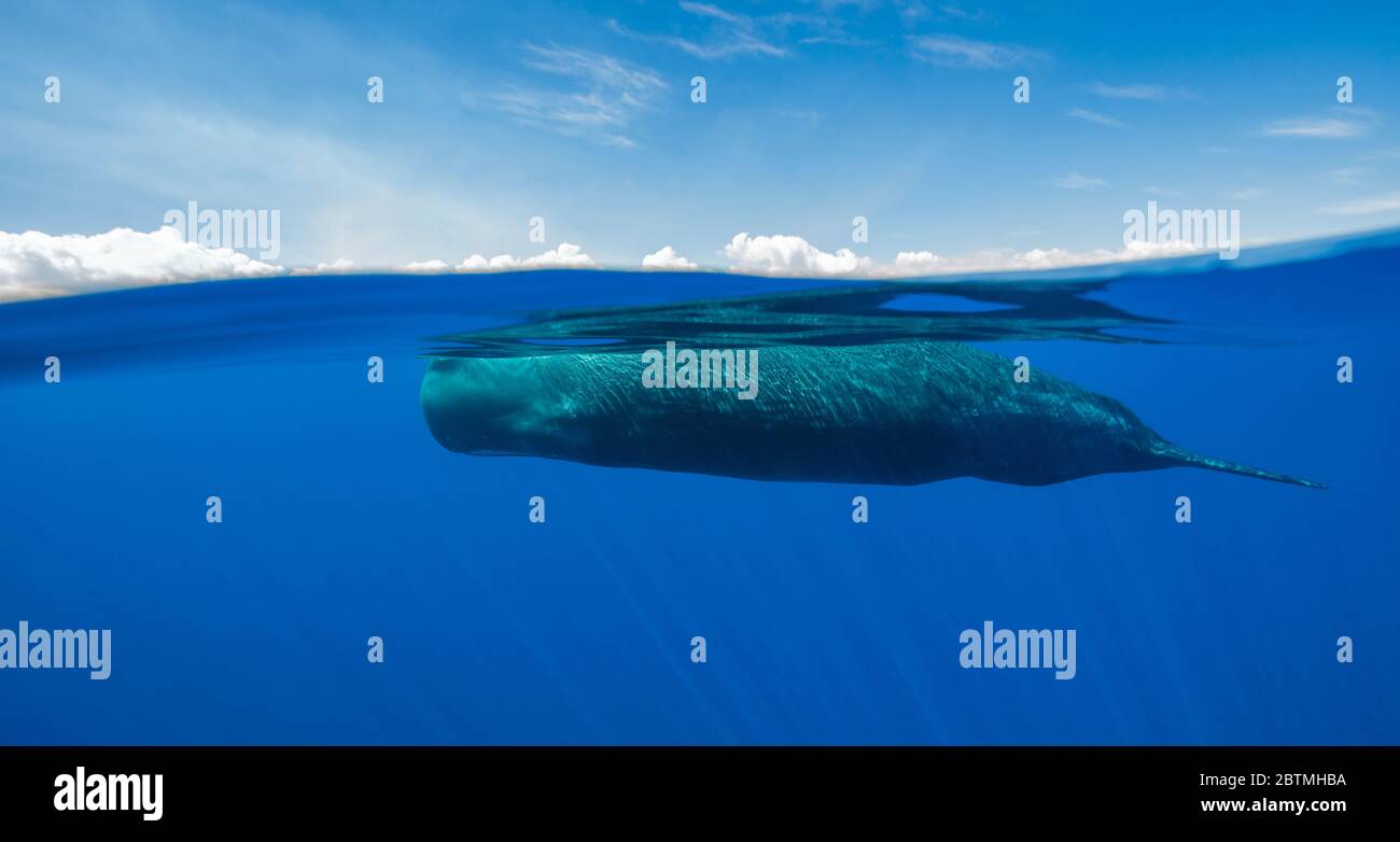 Male blue whale hi-res stock photography and images - Alamy