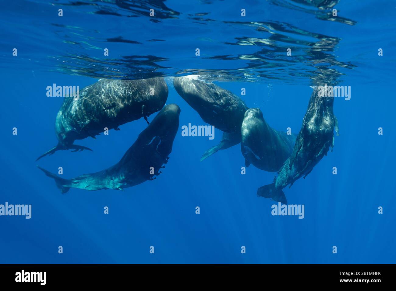 Sperm Whale Underwater