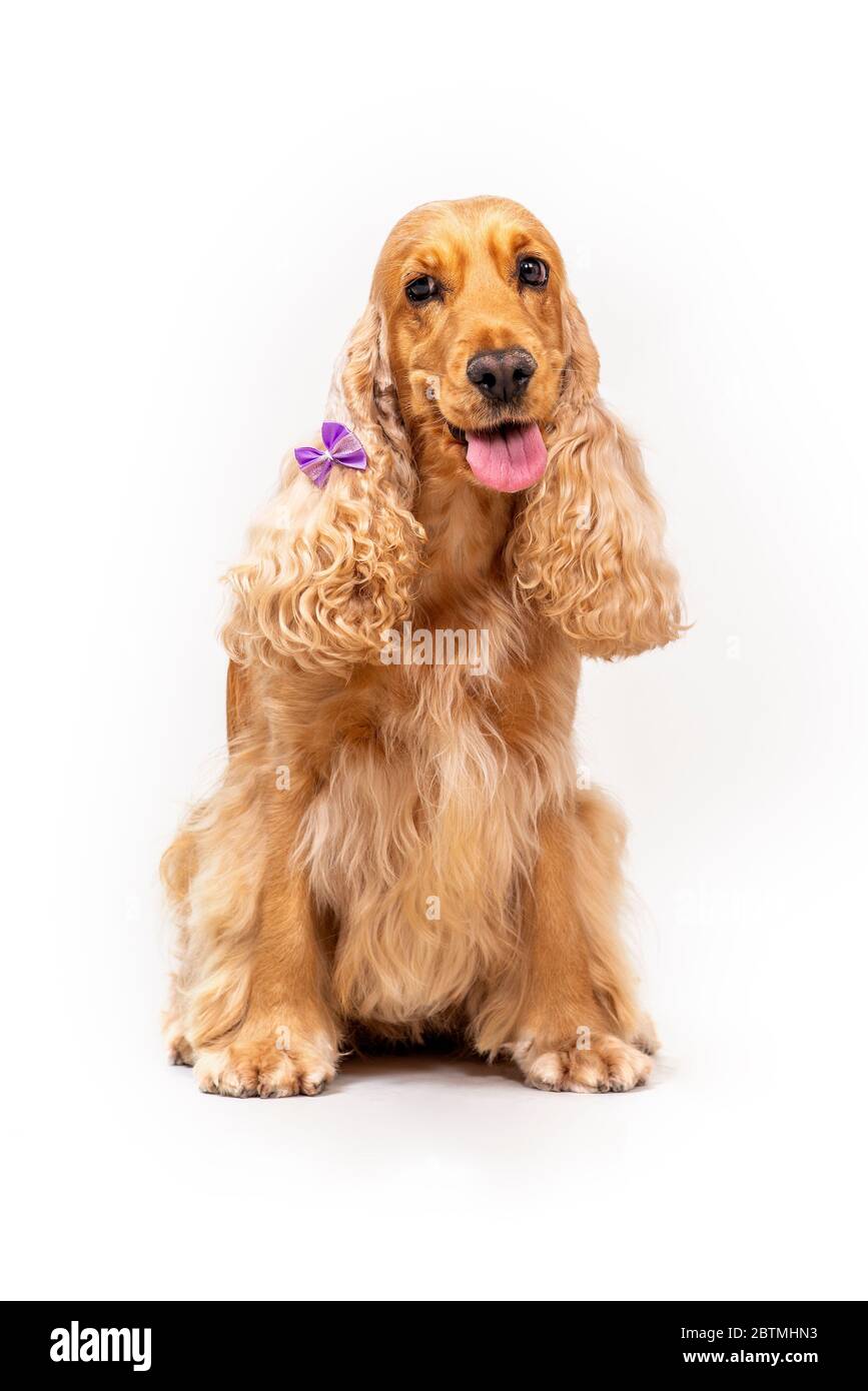 Portrait puppy english cocker Cut Out Stock Images & Pictures - Alamy