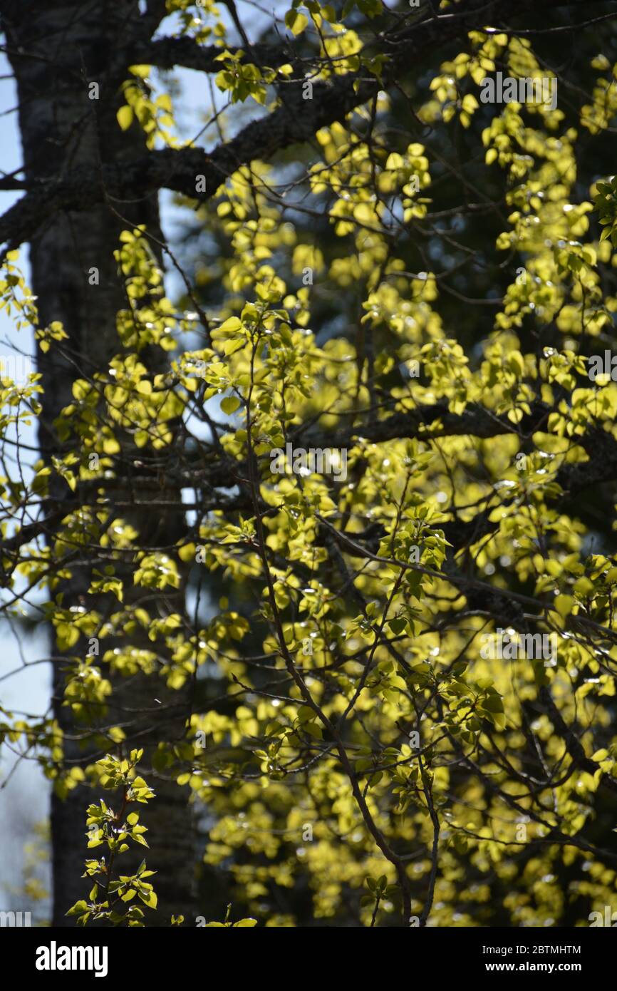 New spring growth on trees in Northern Ontario forests and woods Stock ...