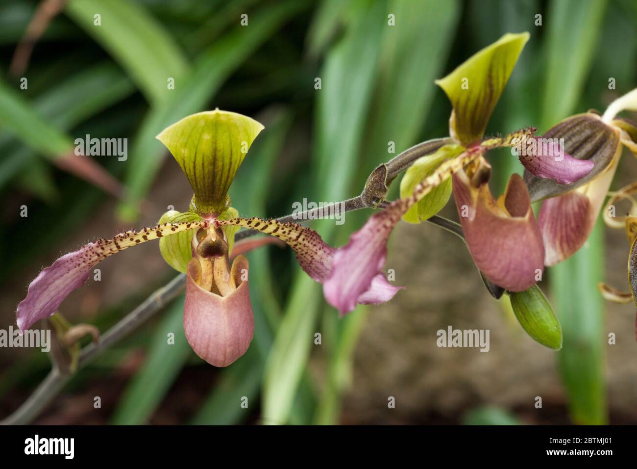 Horizontal close-up shot of a beautiful and colorful orchid branch ...
