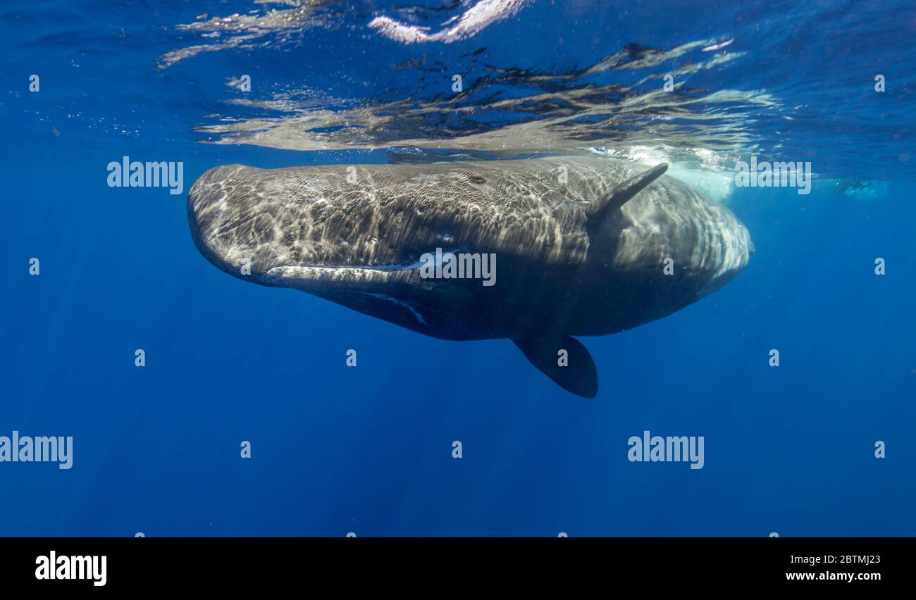 Curious sperm whale looking at the camera, Indian Ocean, Mauritius ...