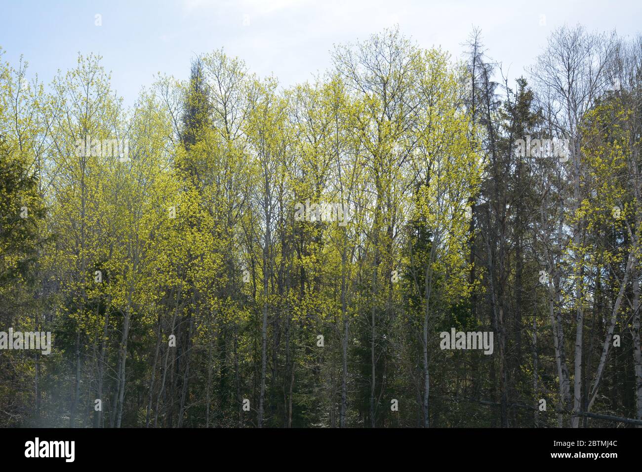 New spring growth on trees in Northern Ontario forests and woods Stock ...