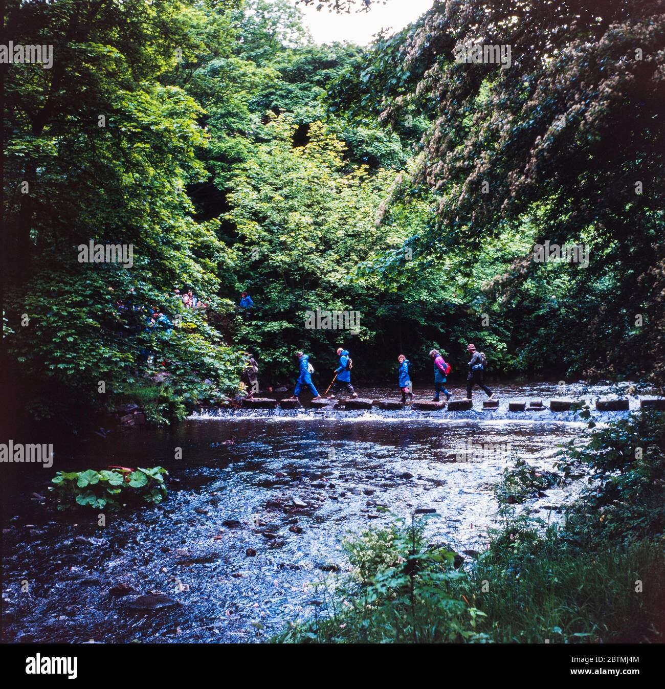 Ramblers crossing the River Tame via stepping stones at Uppermill ...