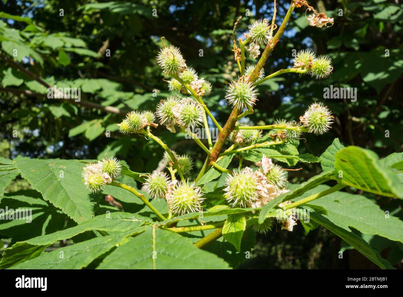 Baby horse chestnut hi-res stock photography and images - Alamy
