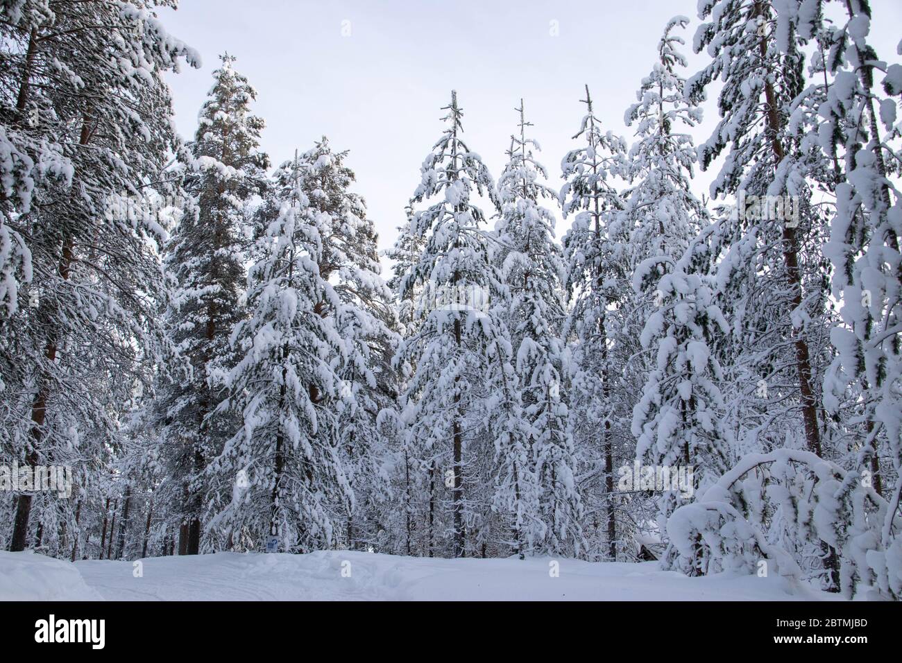 Snow covered pine trees in a winter scene Stock Photo - Alamy