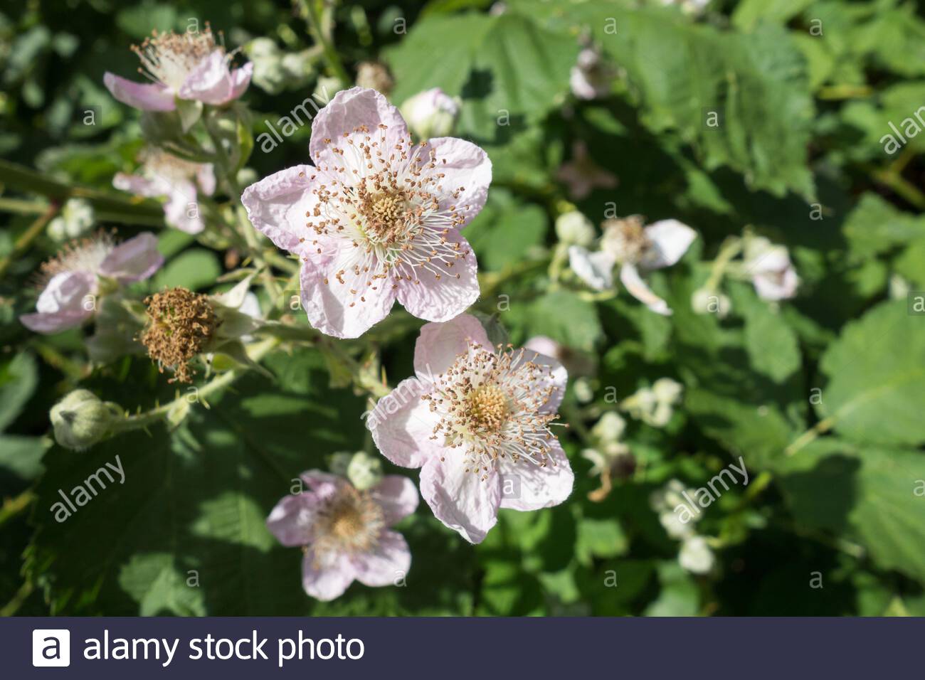 Himalayan Shrub High Resolution Stock Photography and Images - Alamy