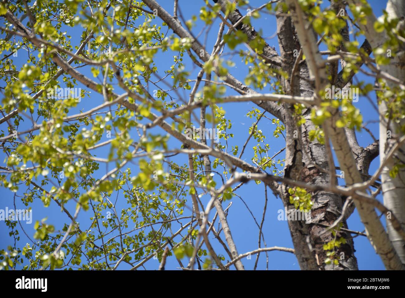 New spring growth on trees in Northern Ontario forests and woods Stock ...