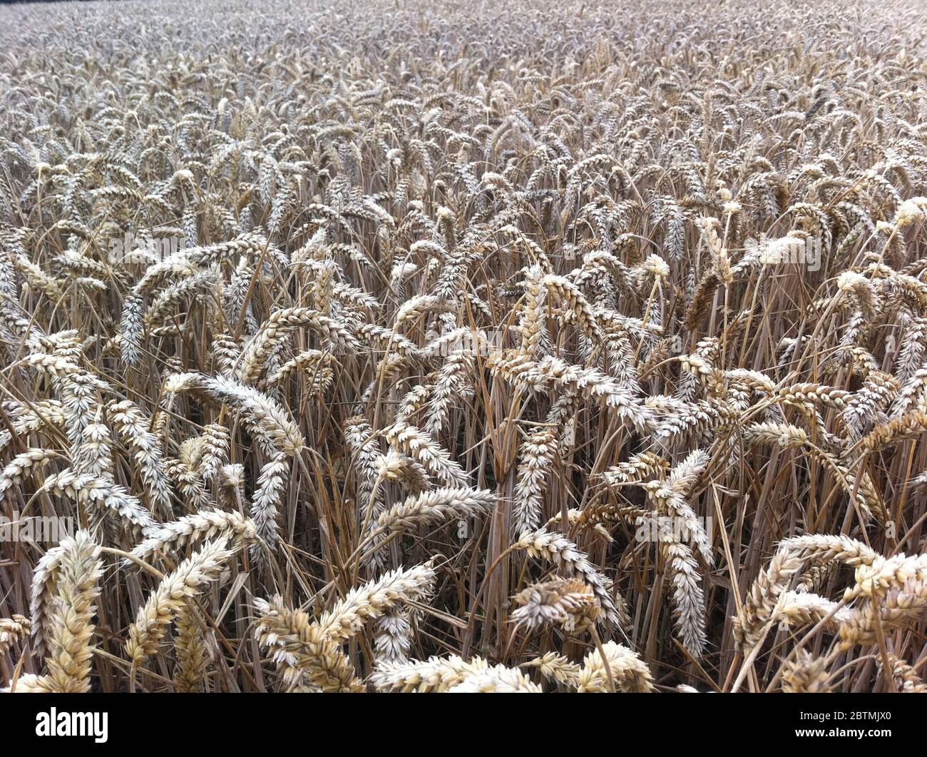 Field of Wheat, North Yorkshire, UK Stock Photo - Alamy