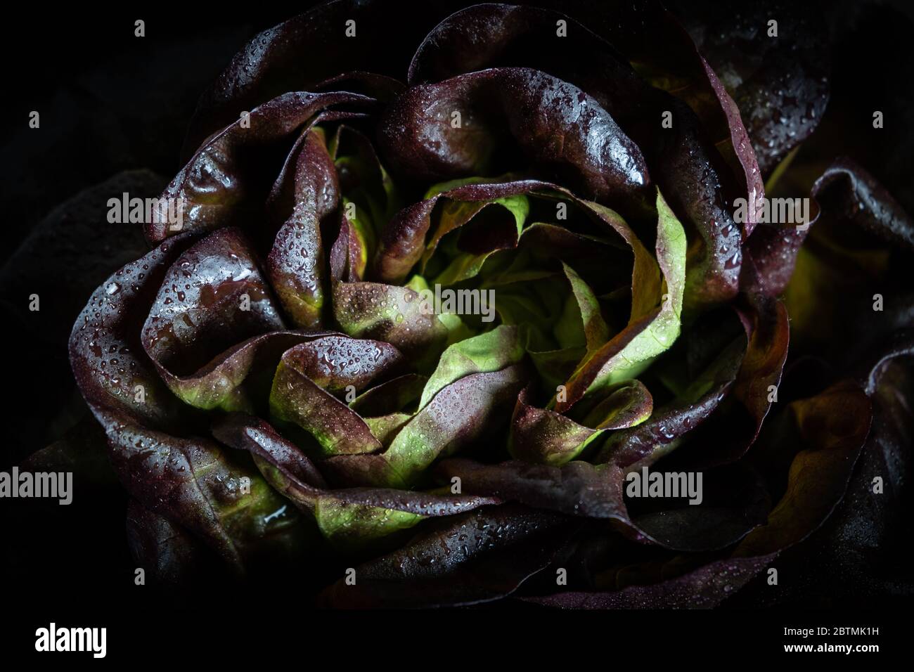 Red oak leaves salad hi-res stock photography and images - Alamy