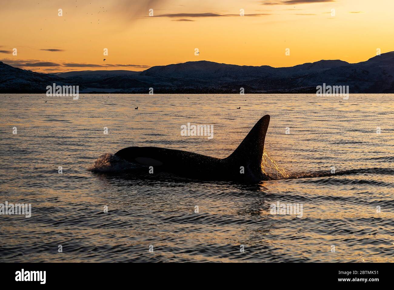 Whale Breaching Sunset