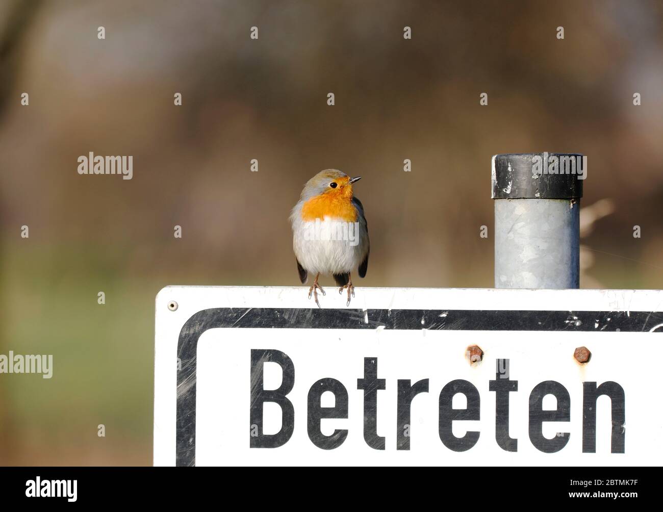 Robin sitting on sign hi-res stock photography and images - Alamy