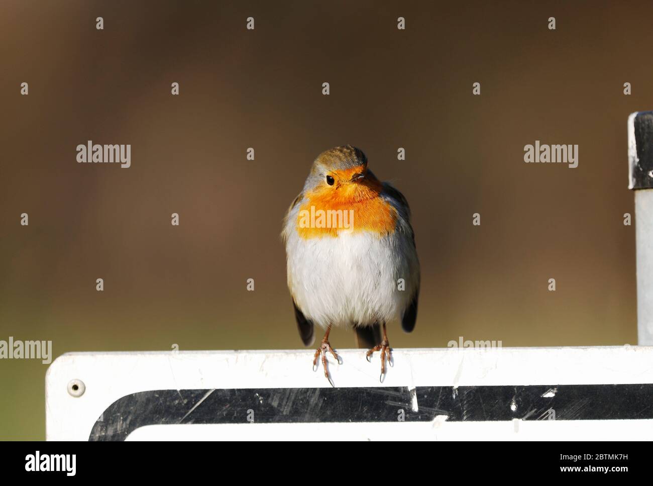 Robin sitting on sign hi-res stock photography and images - Alamy